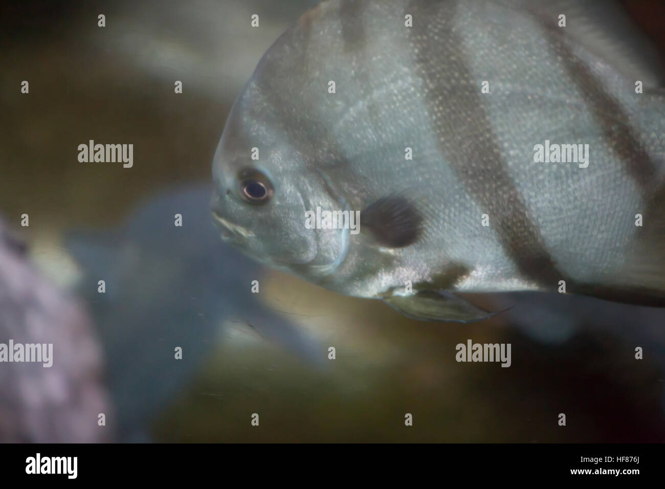 Close up of an Atlantic spadefish (Chaetodipterus faber Stock Photo - Alamy