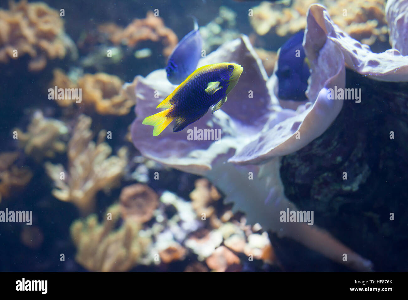 Seaaquarium hi-res stock photography and images - Alamy