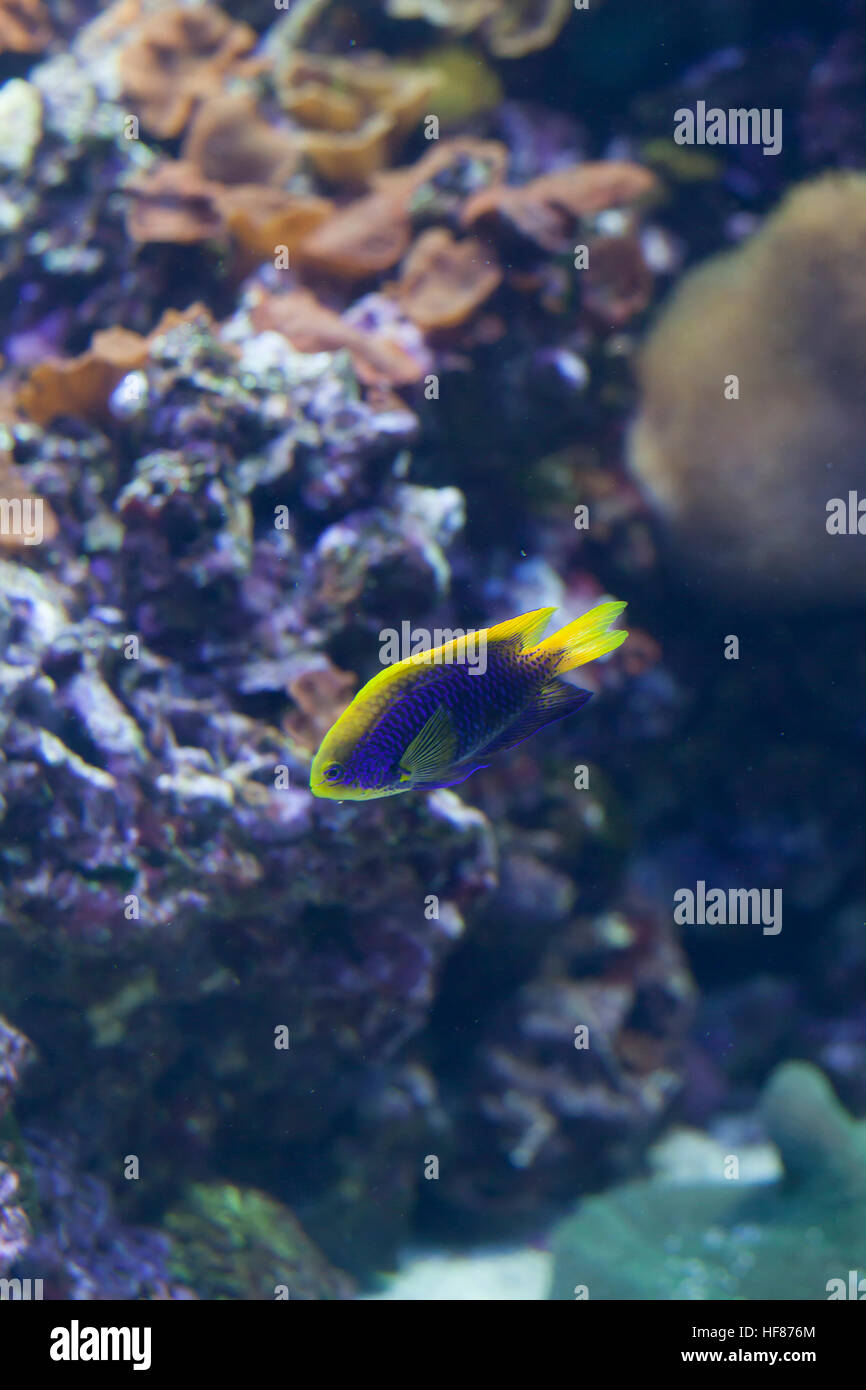 Close up of a starki damselfish (Chrysiptera starcki Stock Photo - Alamy