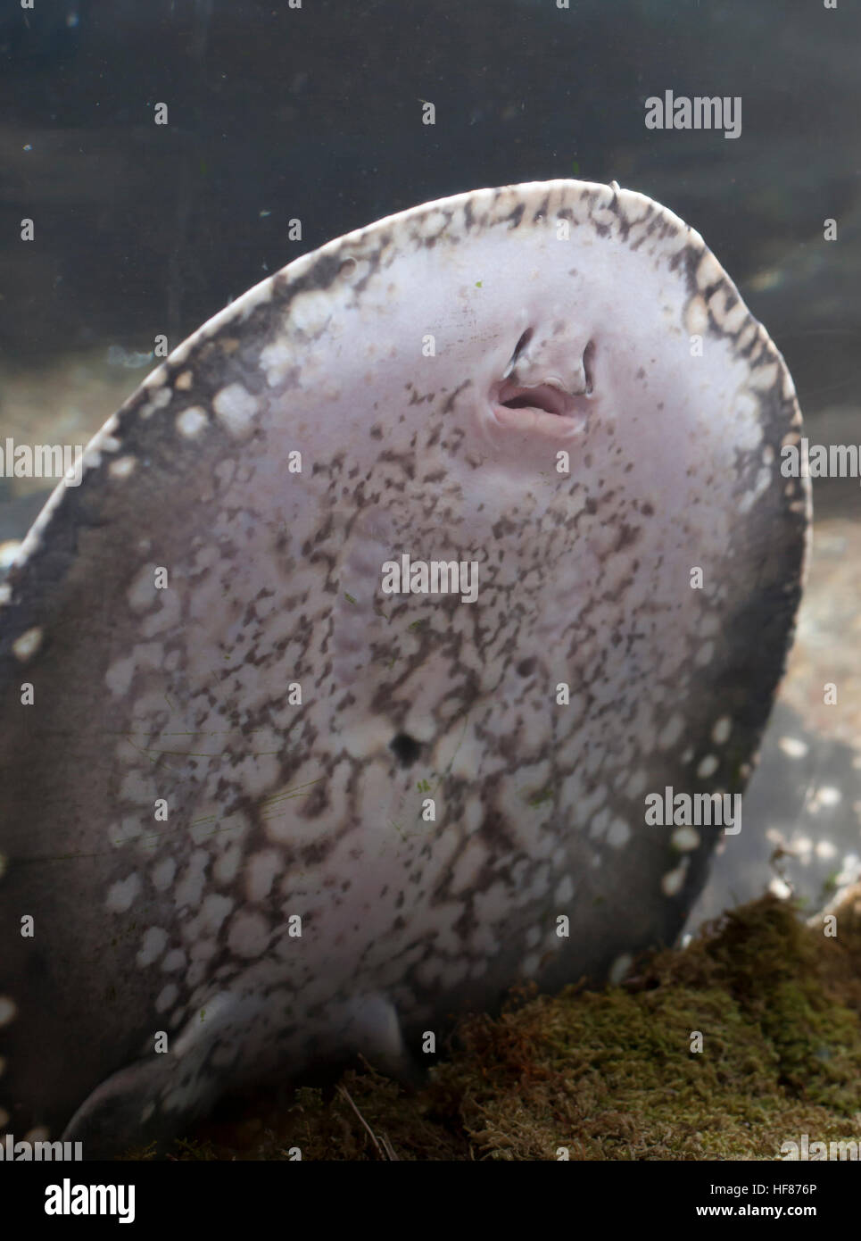 Stingray face hi-res stock photography and images - Alamy
