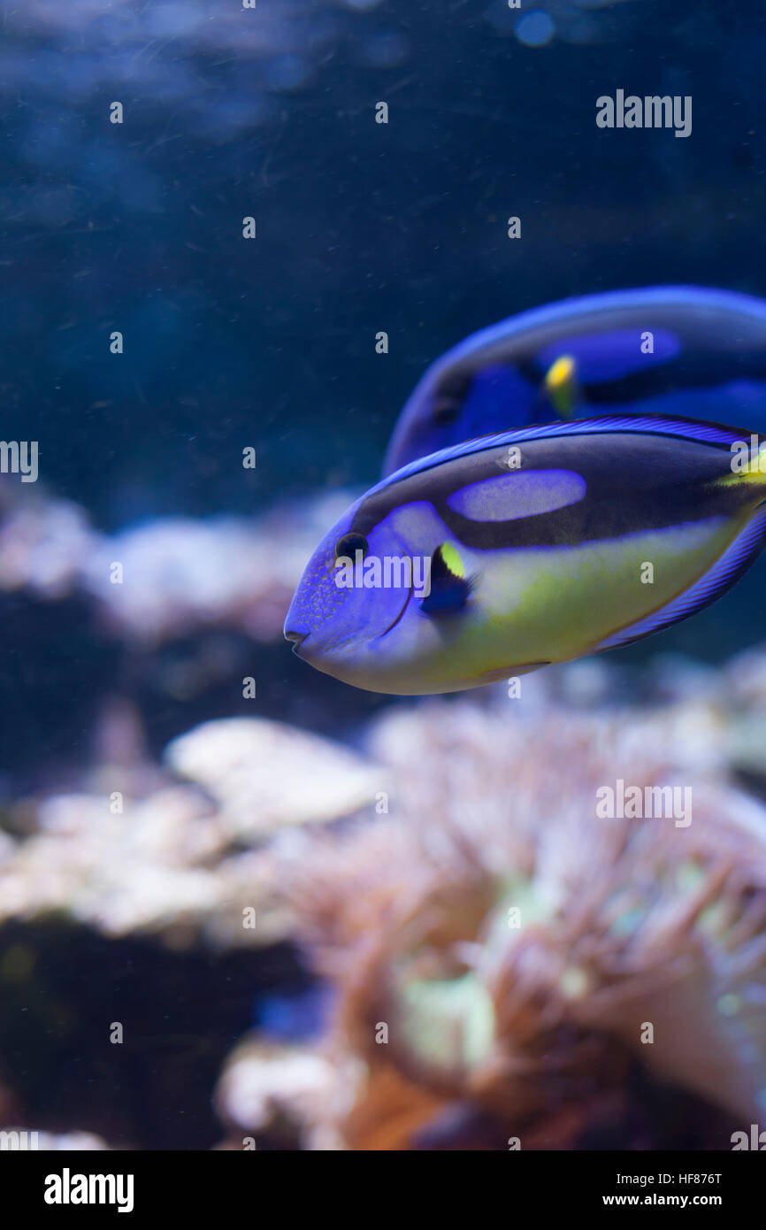Yellow Belly Blue Tang (Paracanthurus hepatus Stock Photo - Alamy