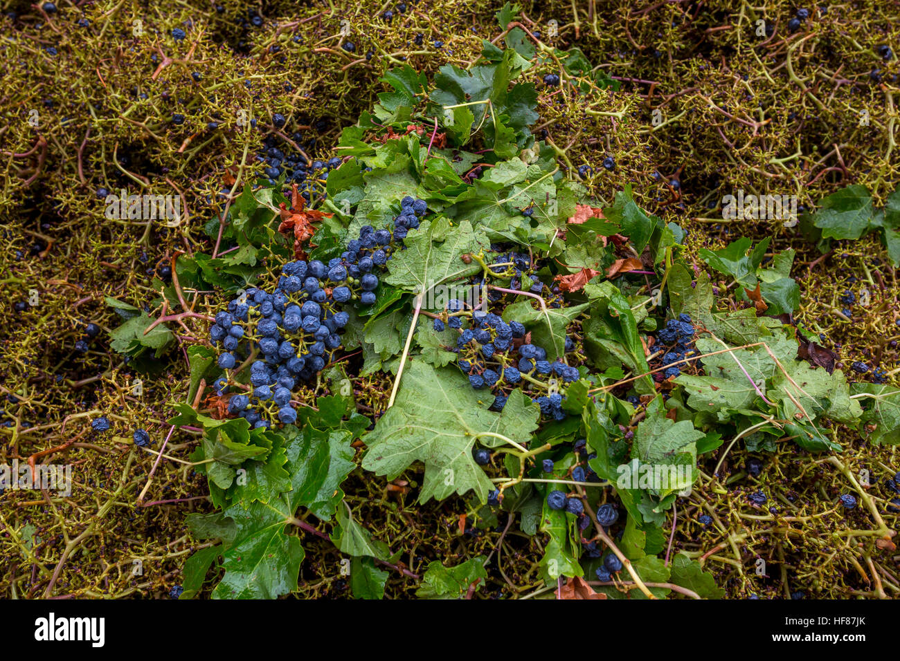 De stalking grapes hi-res stock photography and images - Alamy
