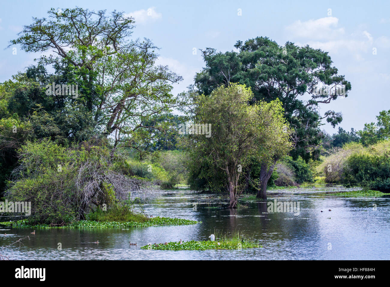 Nature reserve in Minneriya reservoir, Sri Lanka Stock Photo - Alamy