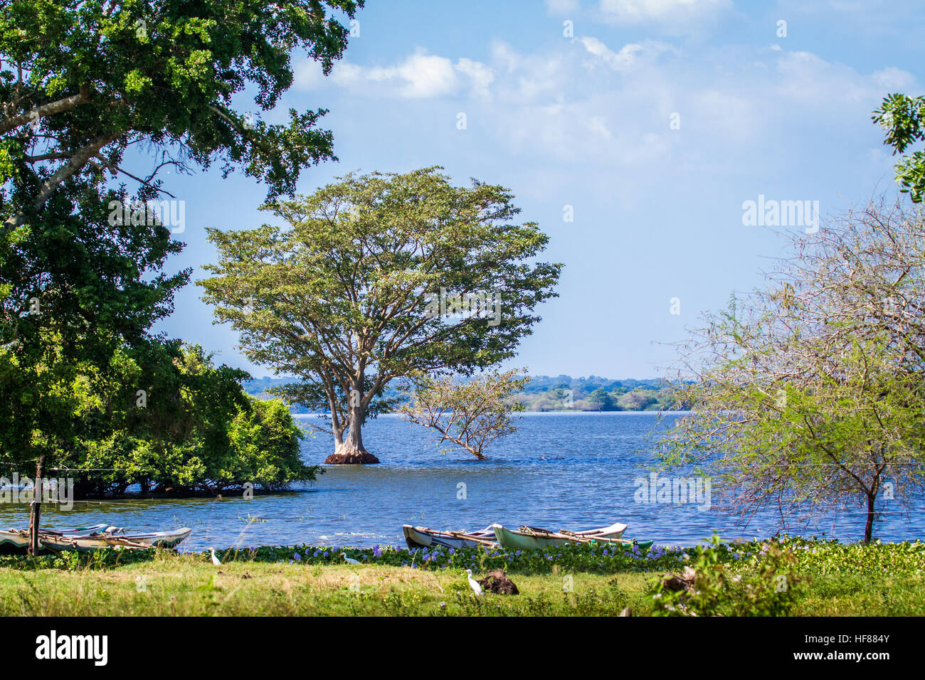 Nature reserve in Minneriya reservoir, Sri Lanka Stock Photo - Alamy