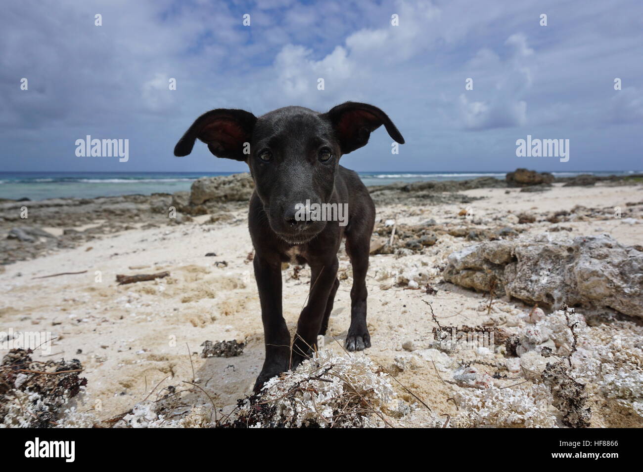 Face of a cute puppy on the beach, black mongrel dog, Huahine island ...