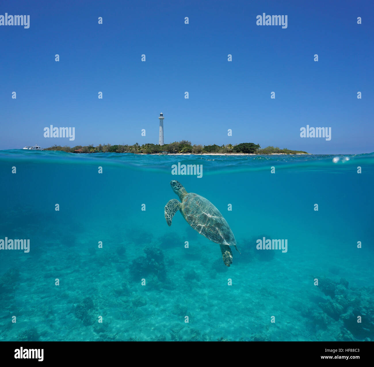 A green sea turtle underwater with Amedee island and lighthouse over ...