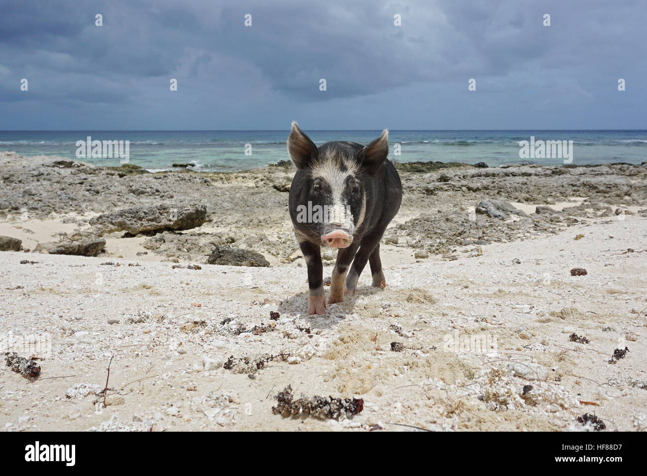 Wild pig on a beach with the ocean in background, Huahine island ...