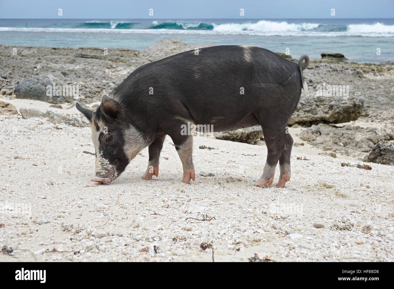 Wild pig on the sea shore, Huahine island, French Polynesia, south ...