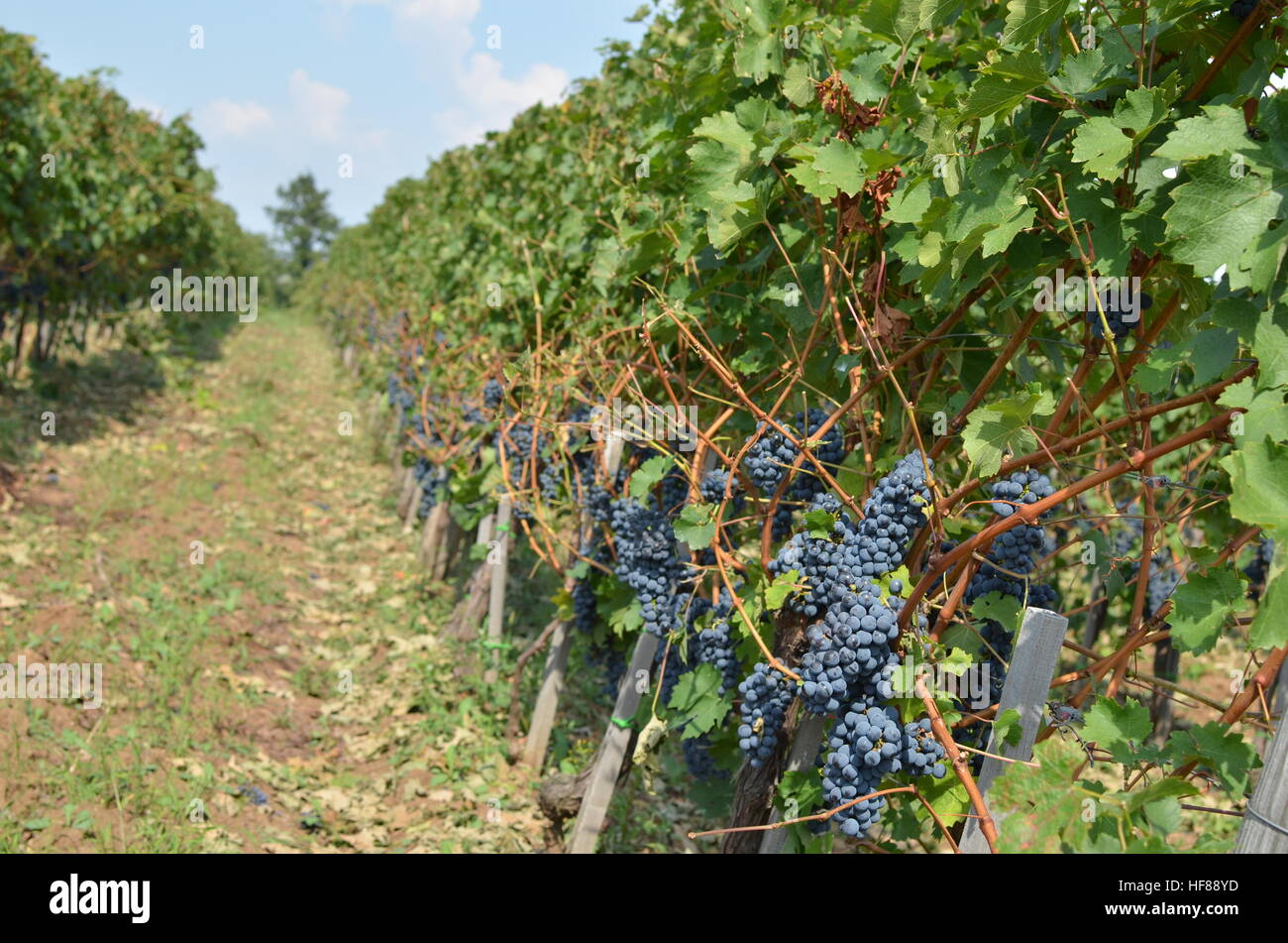 Parts of red grapes vineyard in summertime Stock Photo - Alamy