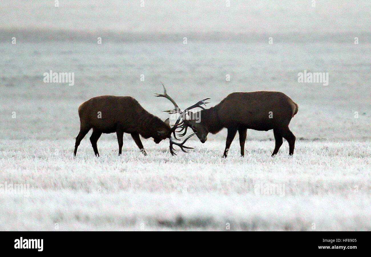 Two deer lock horns in the frost and fog in Windsor Great Park in ...