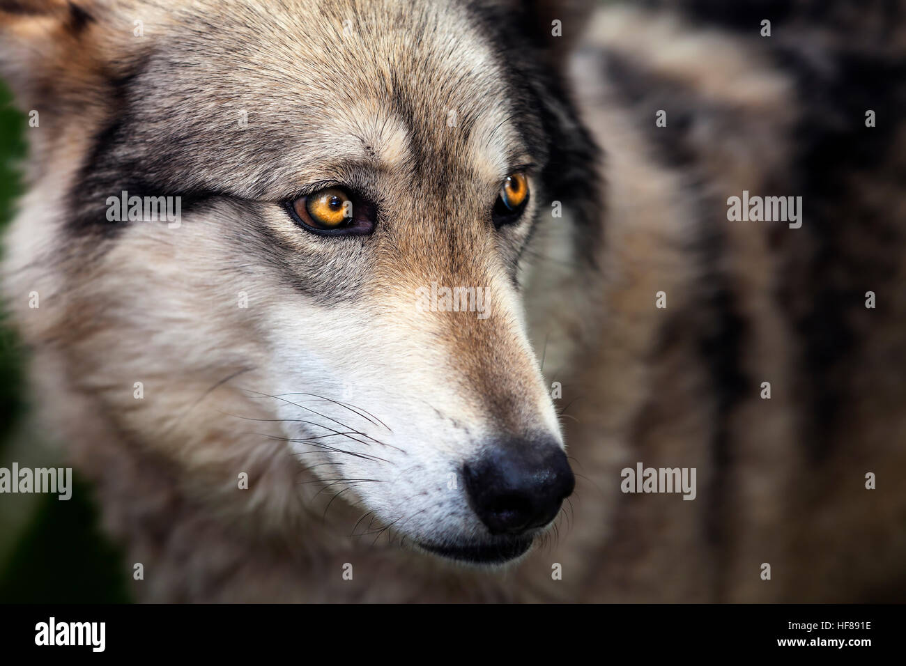Close up Wolf Portrait with piercing eyes Stock Photo - Alamy