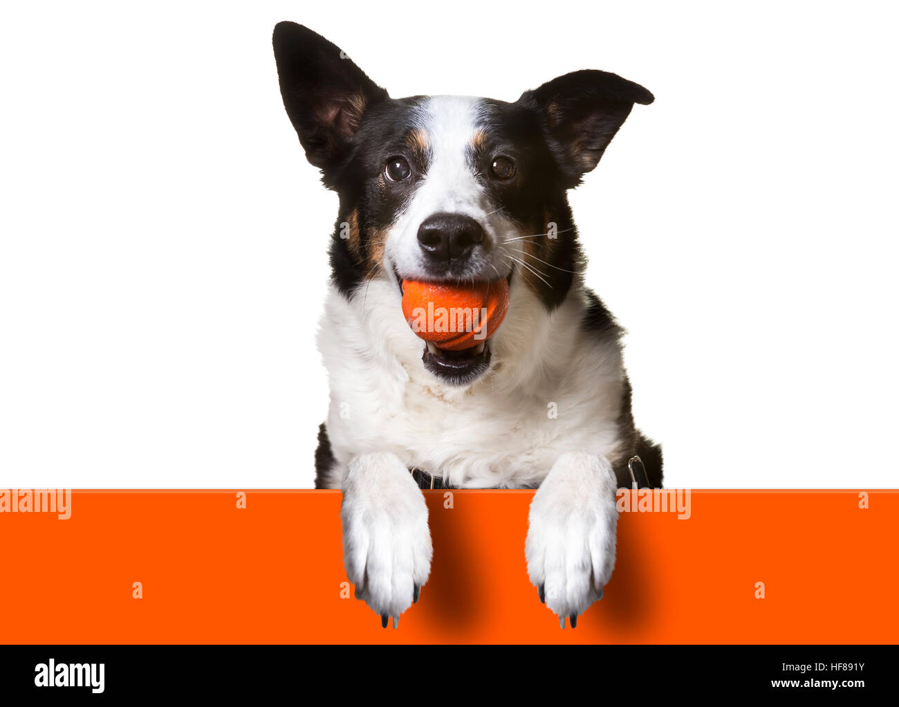 Dog with paws over orange sign, holding orange banner. Border Collie ...