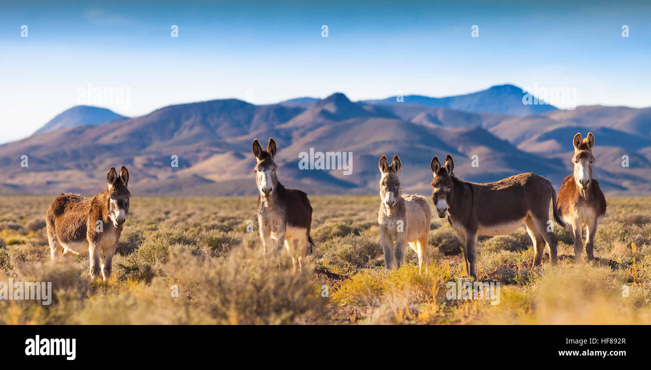 Wild Burros in Nevada Landscape Stock Photo - Alamy