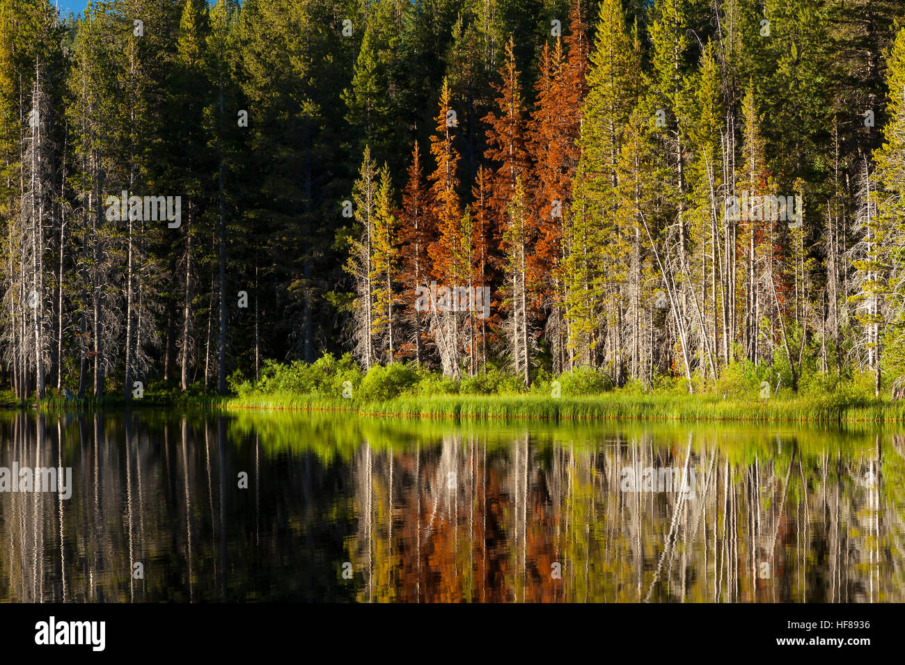 Beautiful mountain lake with tree line and reflections in the Tahoe ...