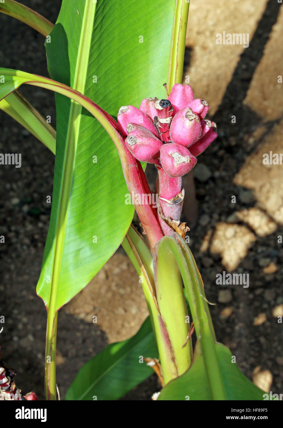 Banana plant with small bananas that are growing Stock Photo - Alamy