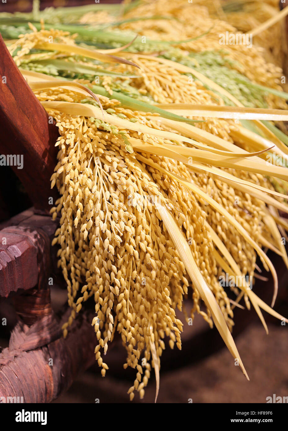 many ears of rice during the drying in the farm Stock Photo - Alamy