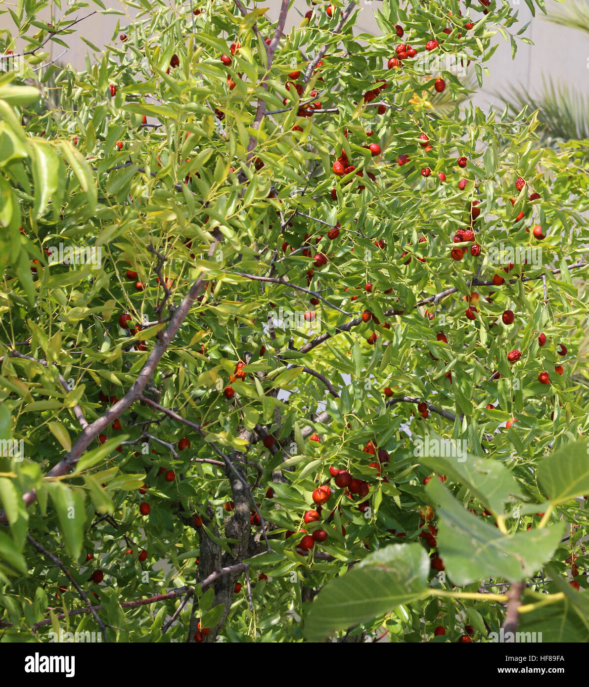 Jujube tree hi-res stock photography and images - Alamy