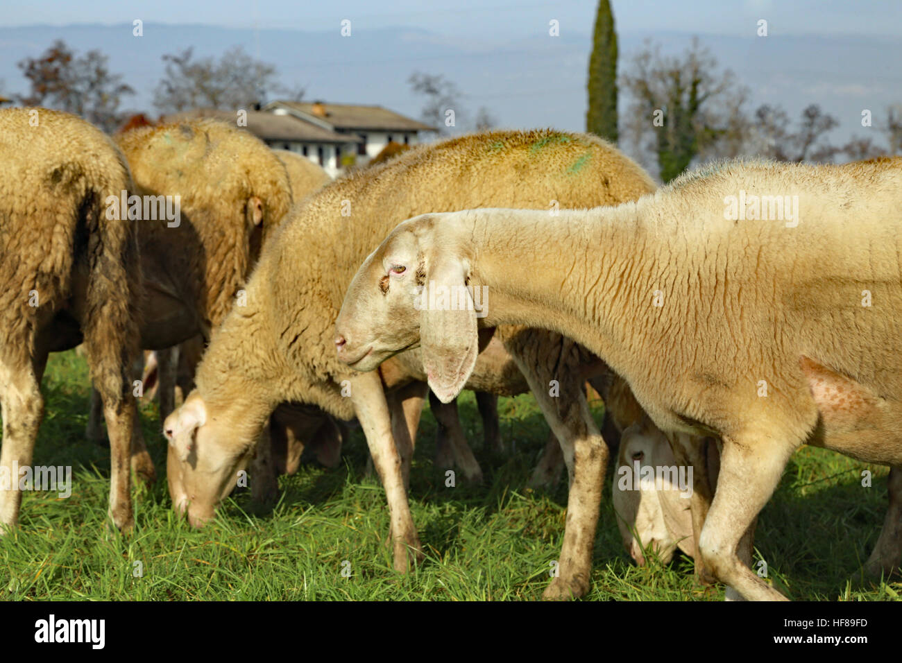 many white sheep in a sheep flock Stock Photo - Alamy