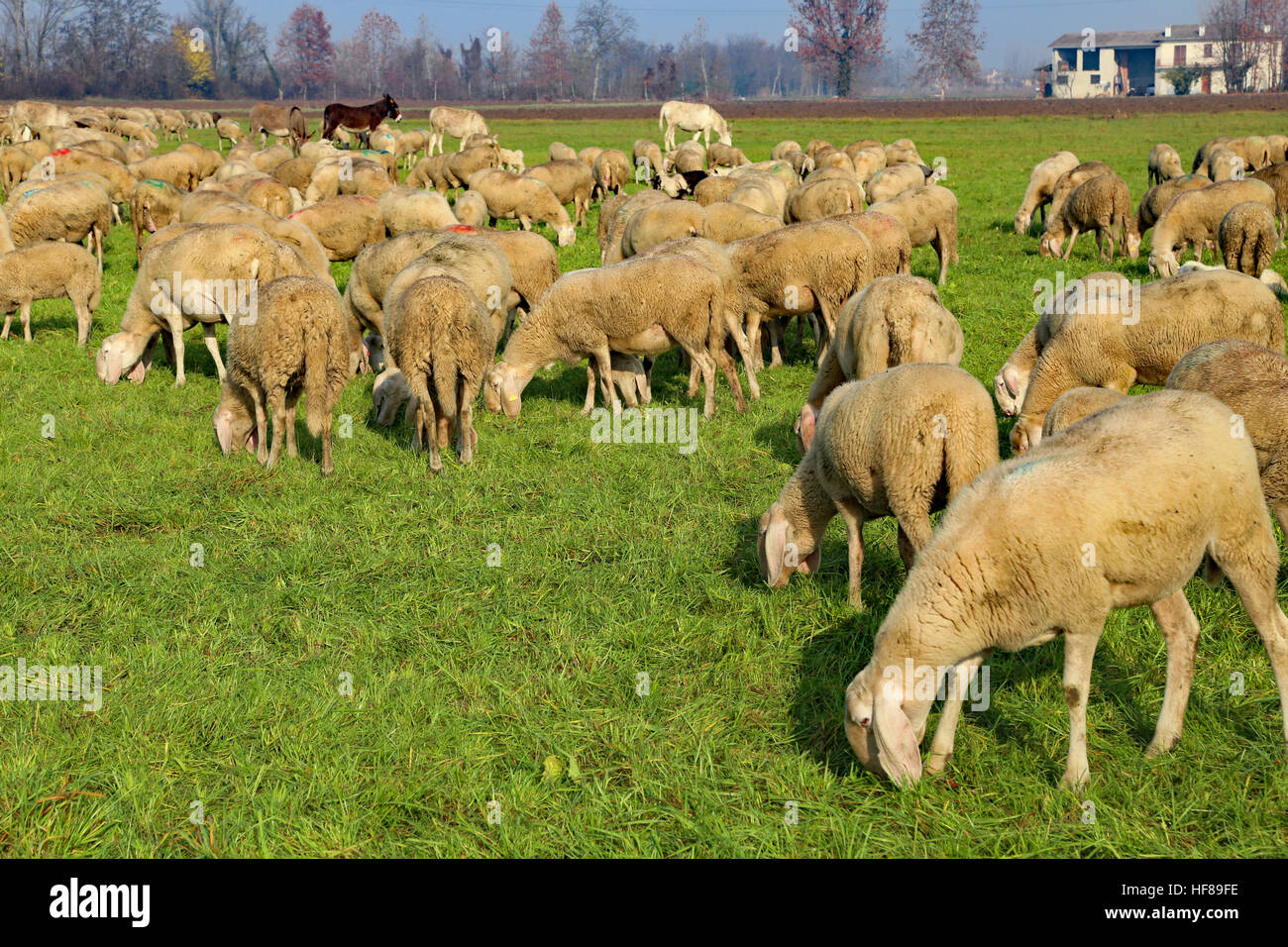 Too many sheep hi-res stock photography and images - Alamy