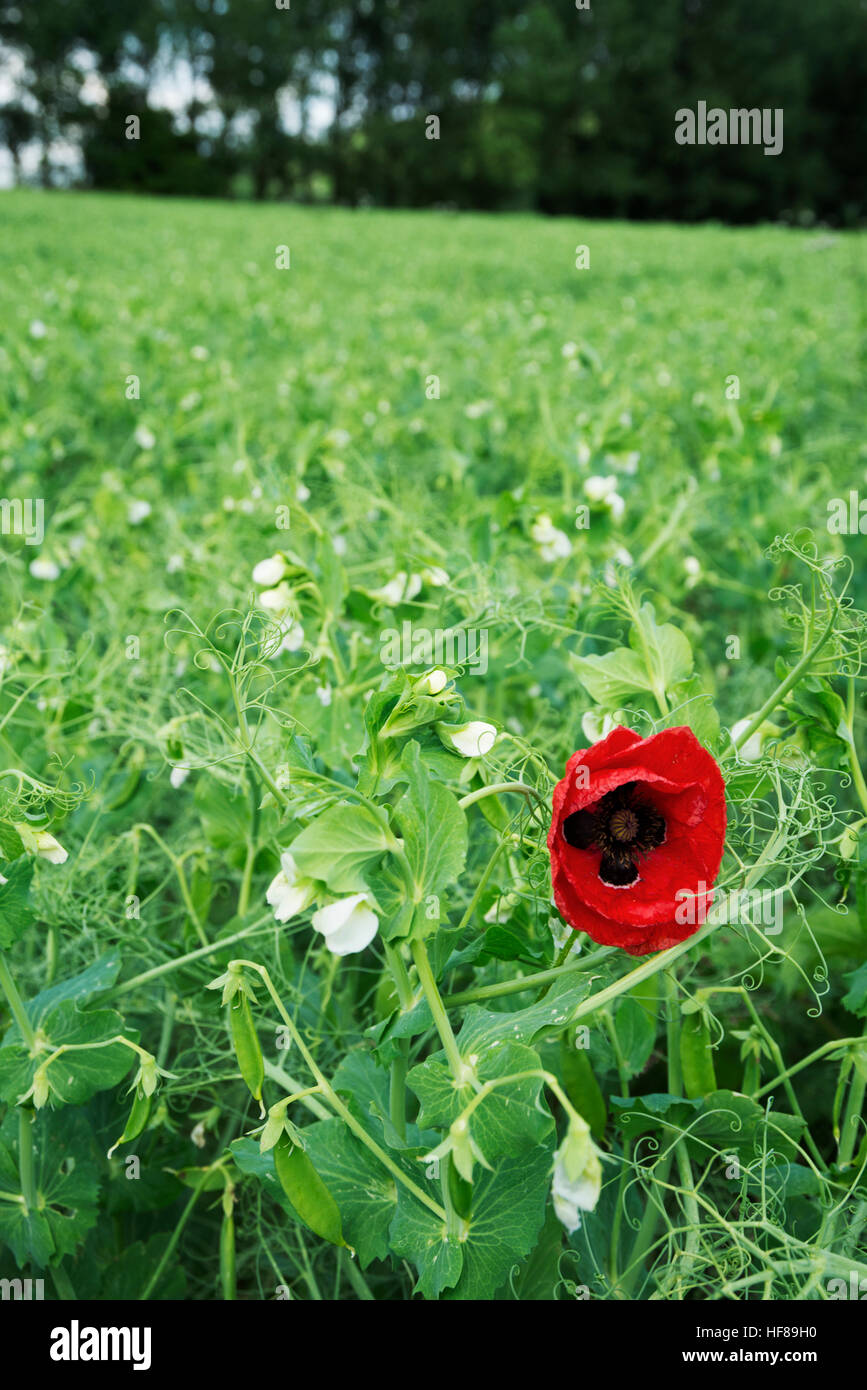 Poppy with peas Stock Photo - Alamy