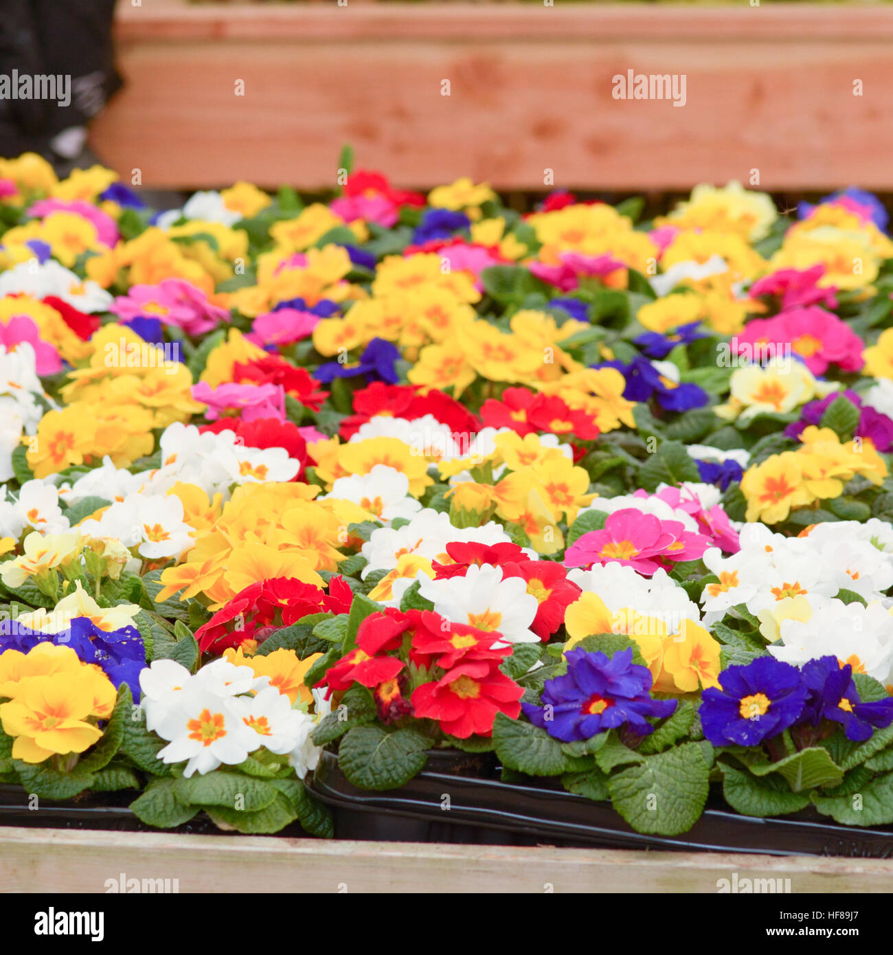 Primrose - primula vulgaris flowers Stock Photo - Alamy
