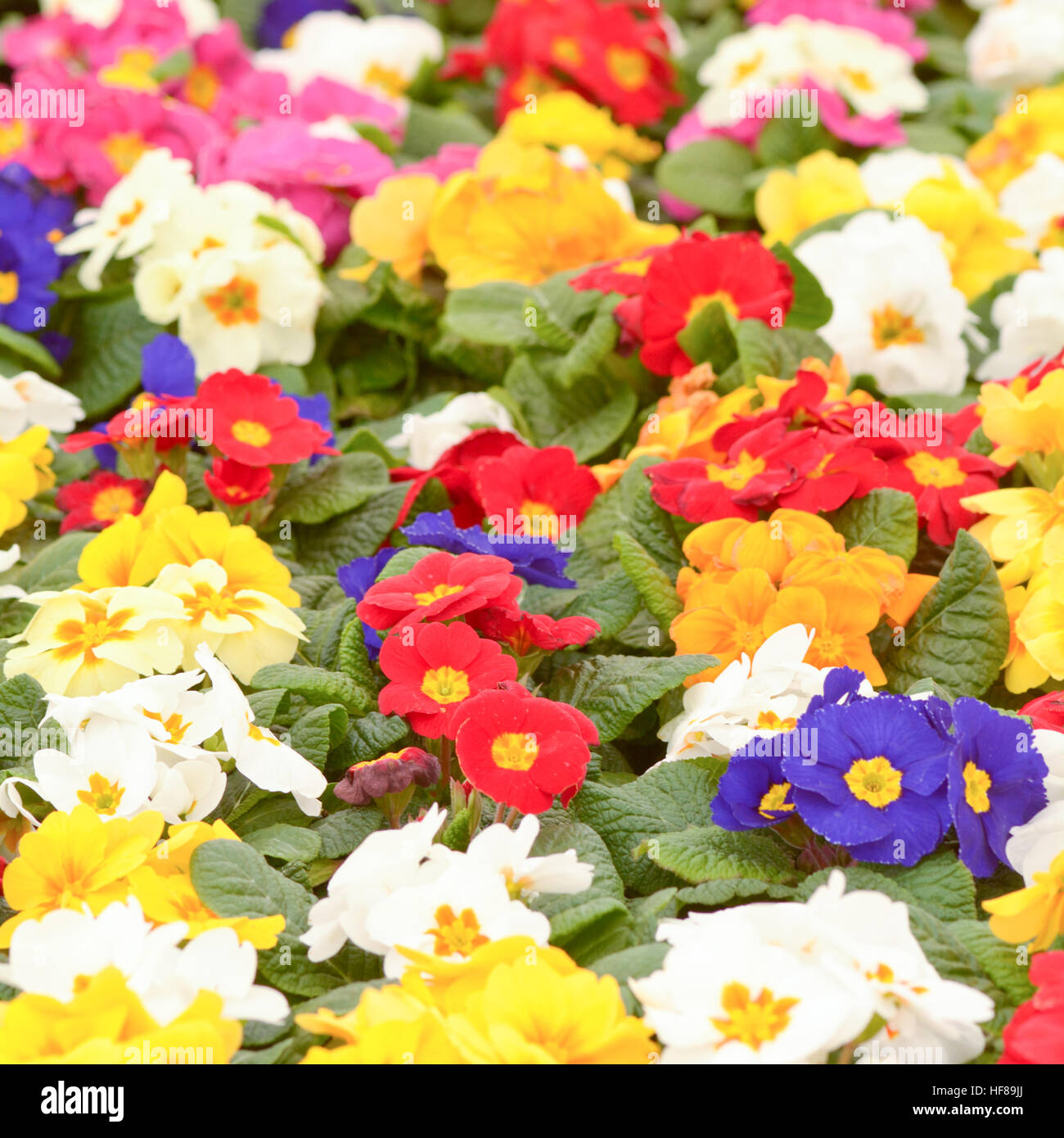 Primrose - primula vulgaris flowers Stock Photo - Alamy
