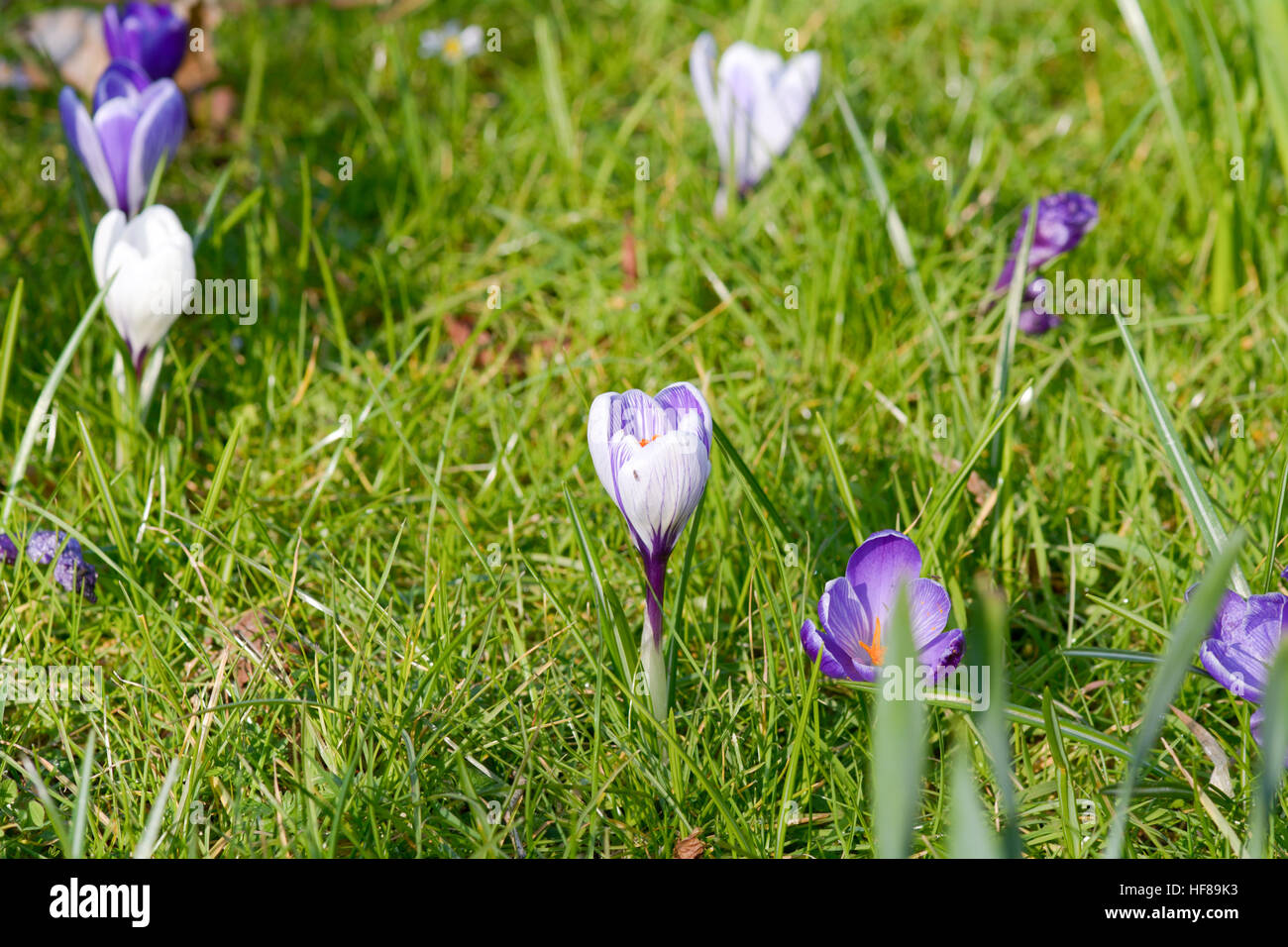 Crocus sativus flowers in meadow Stock Photo - Alamy
