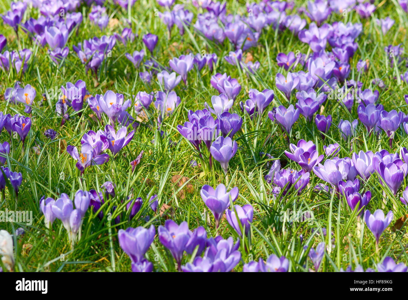 Crocus sativus flowers in meadow Stock Photo - Alamy
