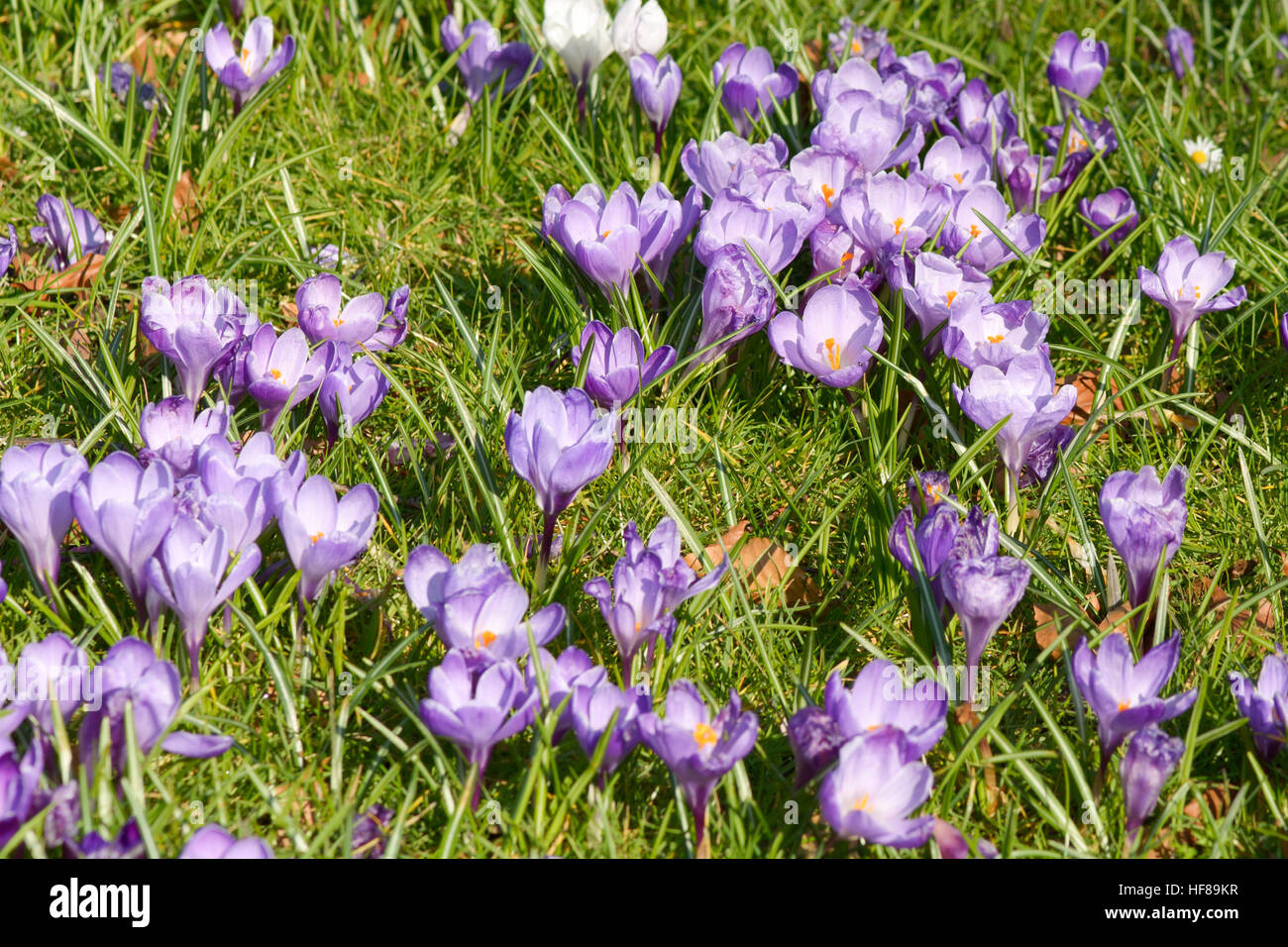 Crocus sativus flowers in meadow Stock Photo - Alamy