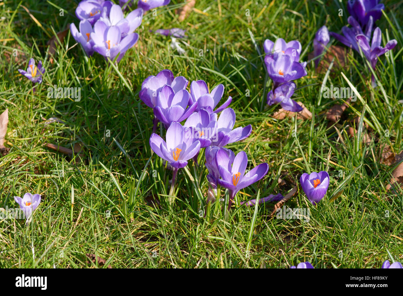 Crocus sativus flowers in meadow Stock Photo - Alamy