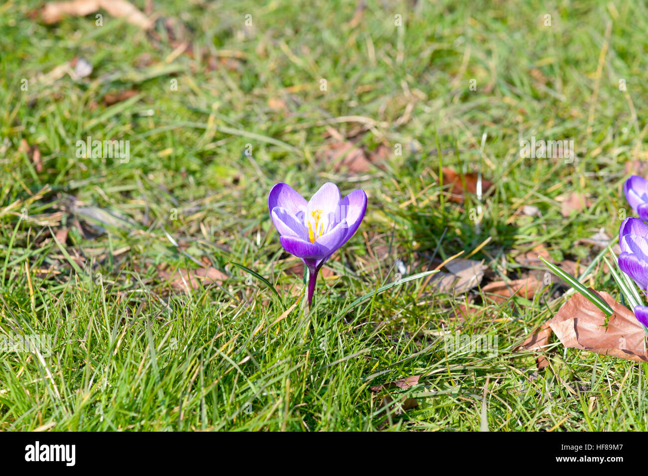 Crocus sativus flowers in meadow Stock Photo - Alamy