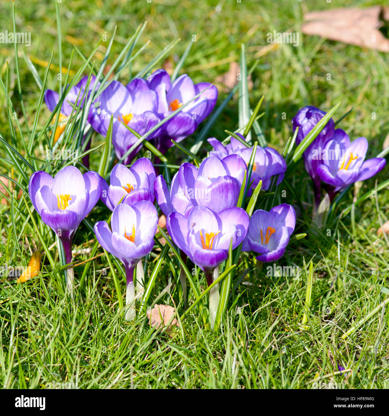 Crocus sativus flowers in meadow Stock Photo - Alamy