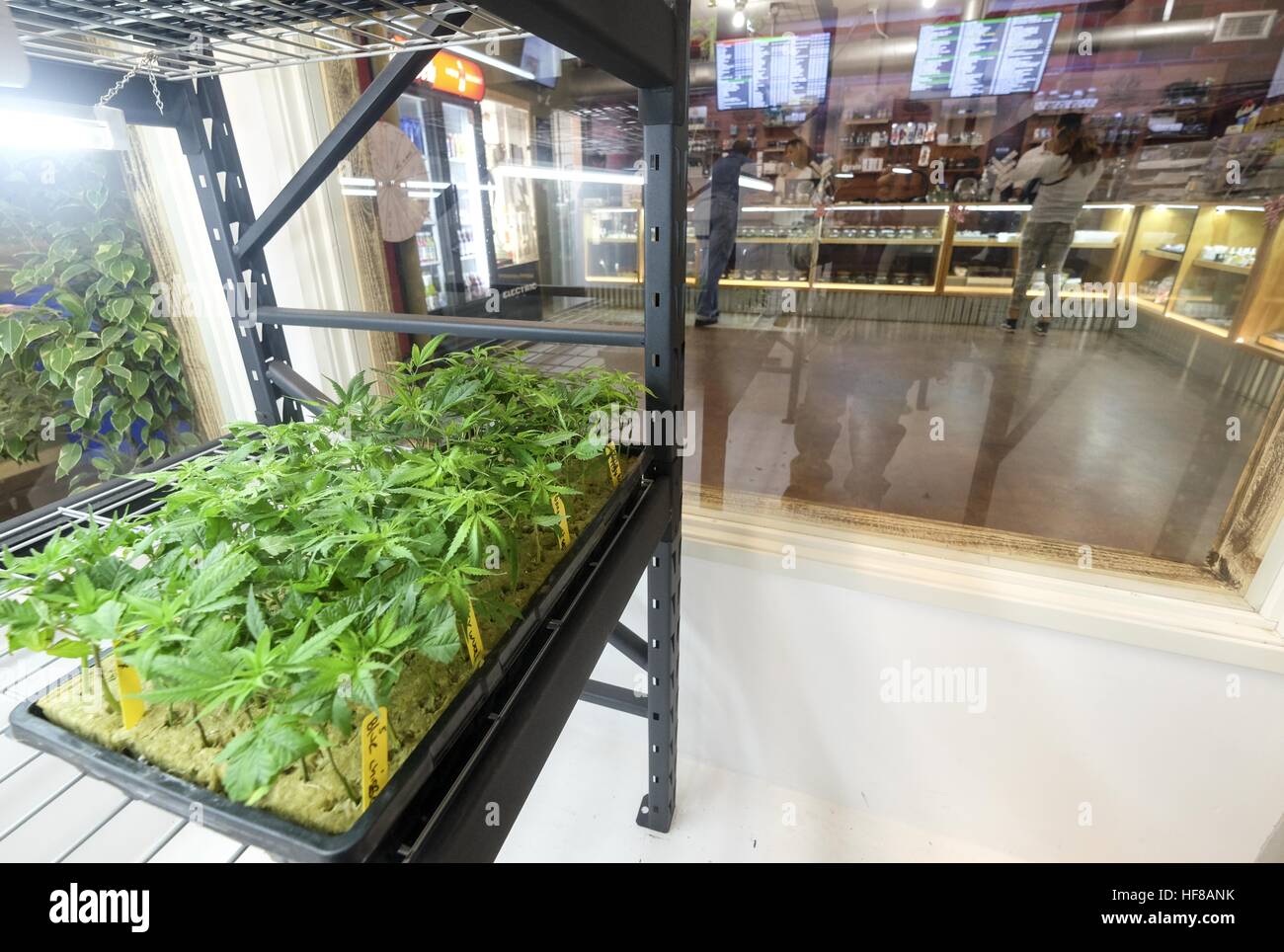 Los Angeles, California, USA. 14th Dec, 2016. Cannabis plants grown at ...