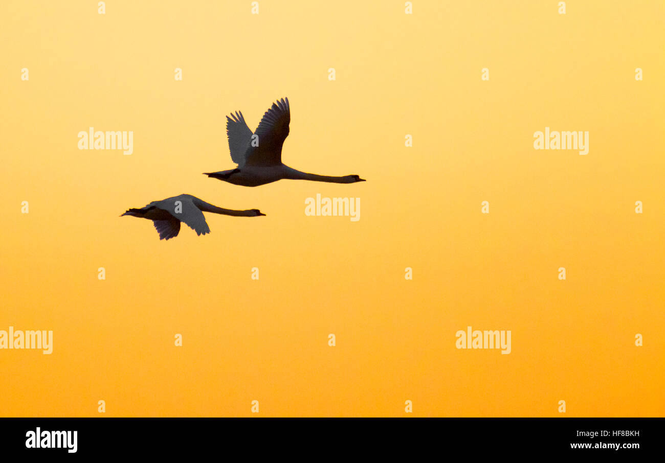 Southport, Merseyside, 28th Dec 2016. A pair of Swans soar into the ...