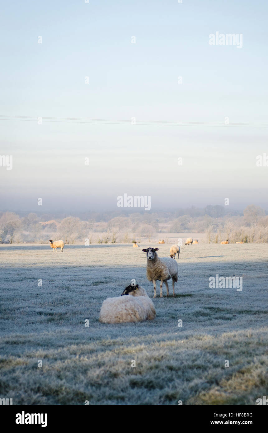 Calverton village hi-res stock photography and images - Alamy
