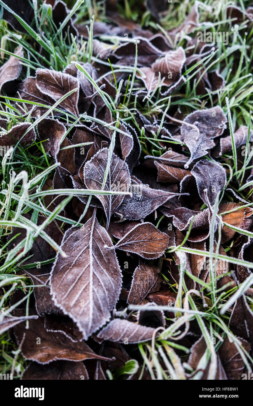 Harptree hi-res stock photography and images - Alamy