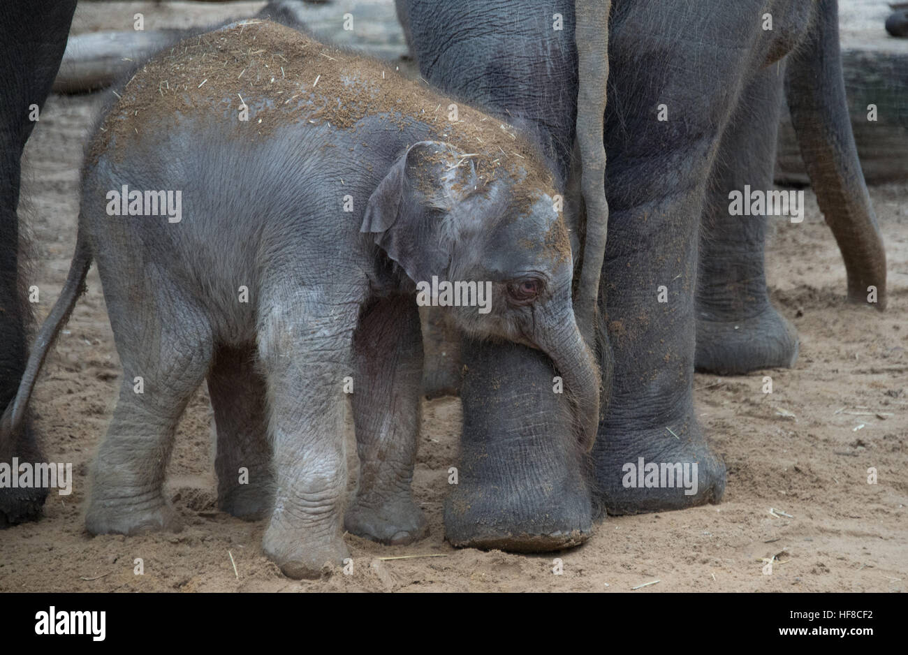 Hanover, Germany. 28th Dec, 2016. A group of elephants stands with ...