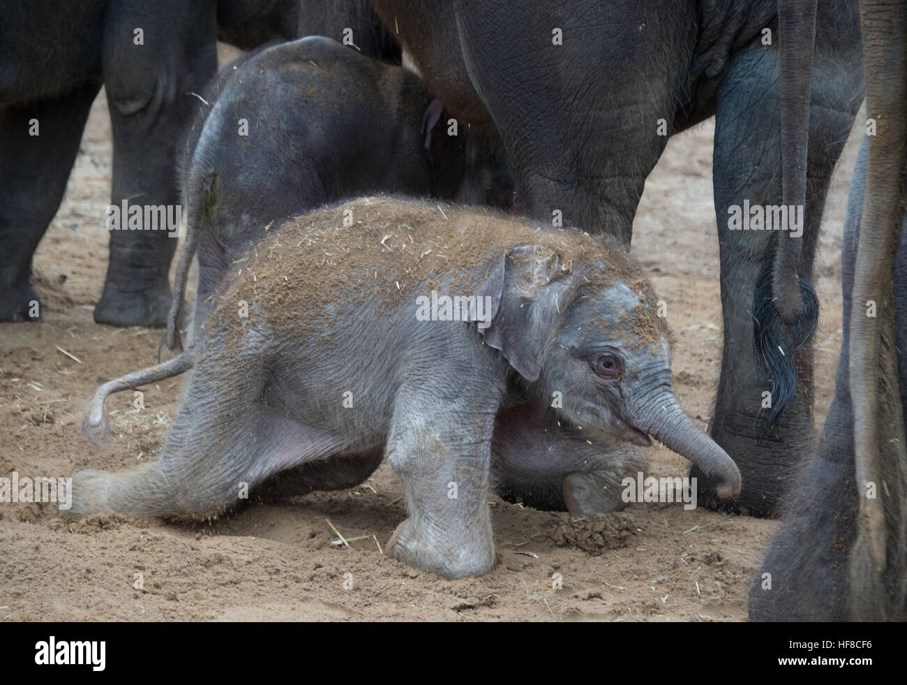 Hanover, Germany. 28th Dec, 2016. A group of elephants stands with ...