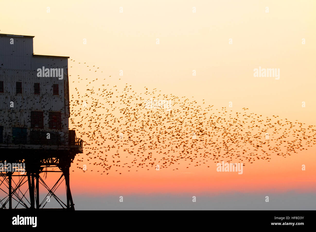flock fly animal starling flight swarm bird dusk murmuration blackpool ...