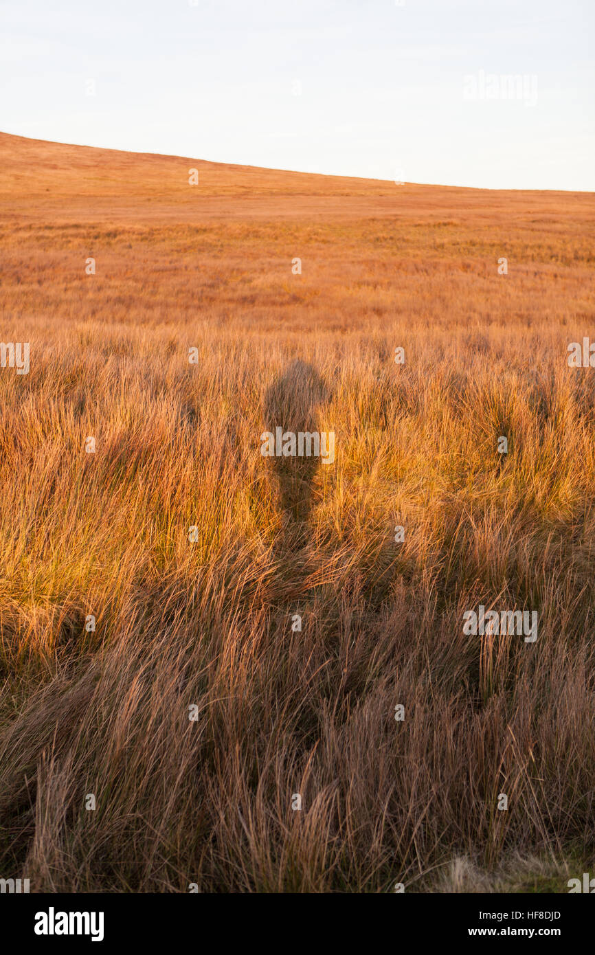 Belfast, UK. 28th Dec, 2016. Divis Mountain Walk, Belfast. 28th ...