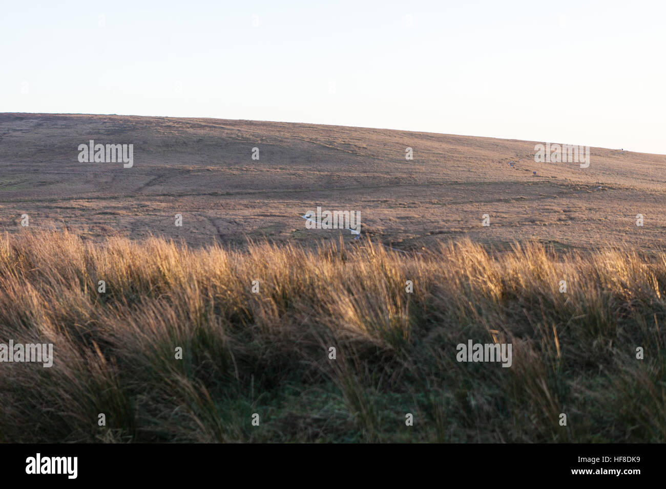 Belfast, UK. 28th Dec, 2016. Divis Mountain Walk, Belfast. 28th ...