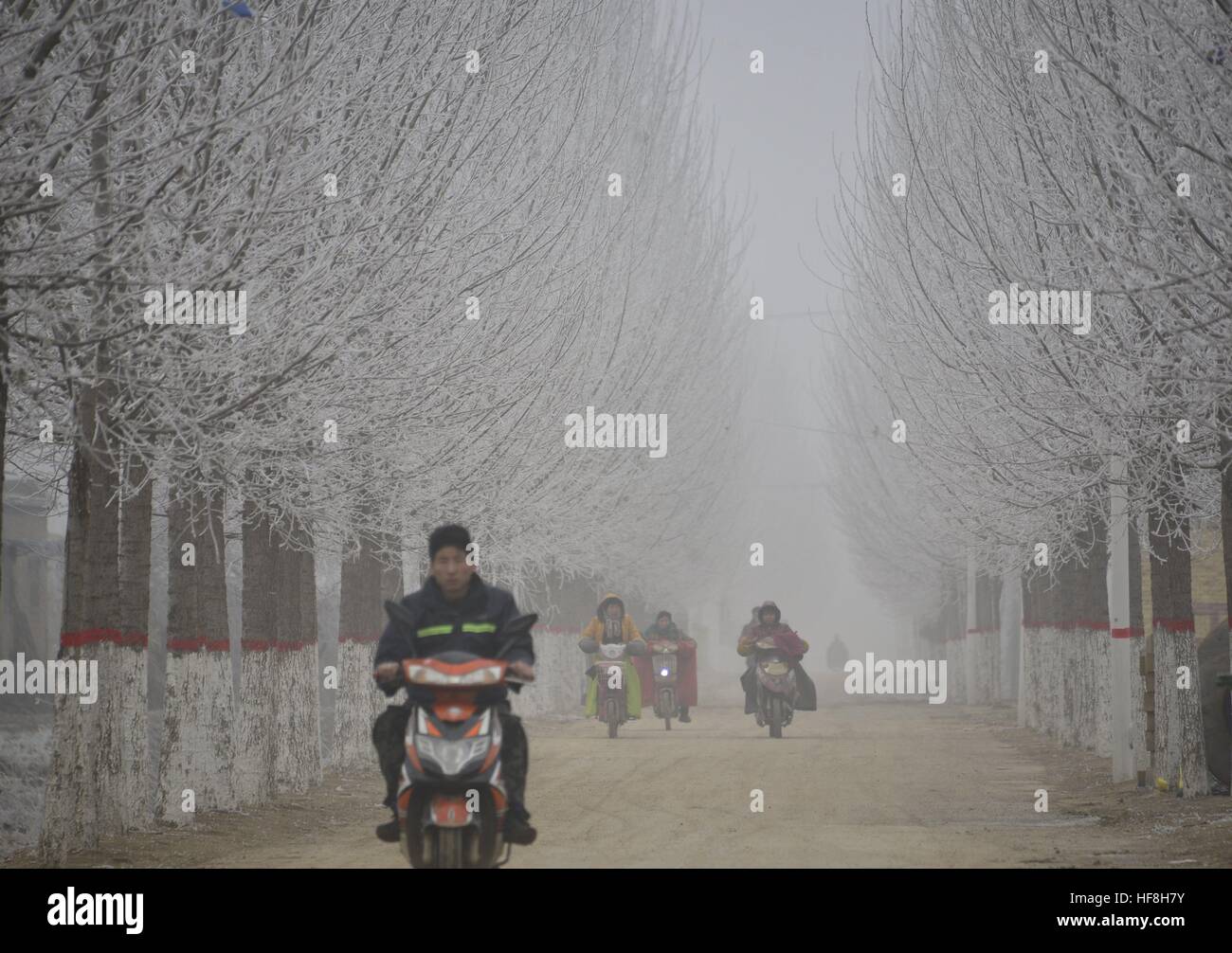 Liaocheng, Liaocheng, China. 29th Dec, 2016. The frosted trees in ...