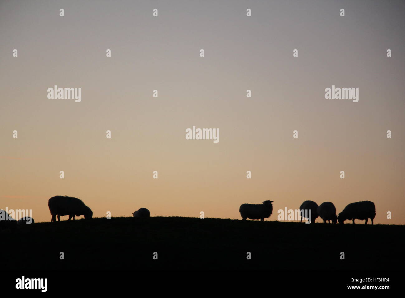 Snowdonia in North Wales, UK. 28th Dec, 2016. Sheep grazing with a ...
