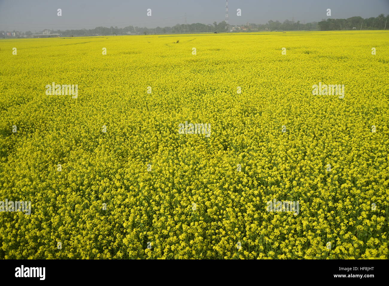Dhaka, Bangladesh. 28th Dec, 2016. View of a mustard crop flower field ...