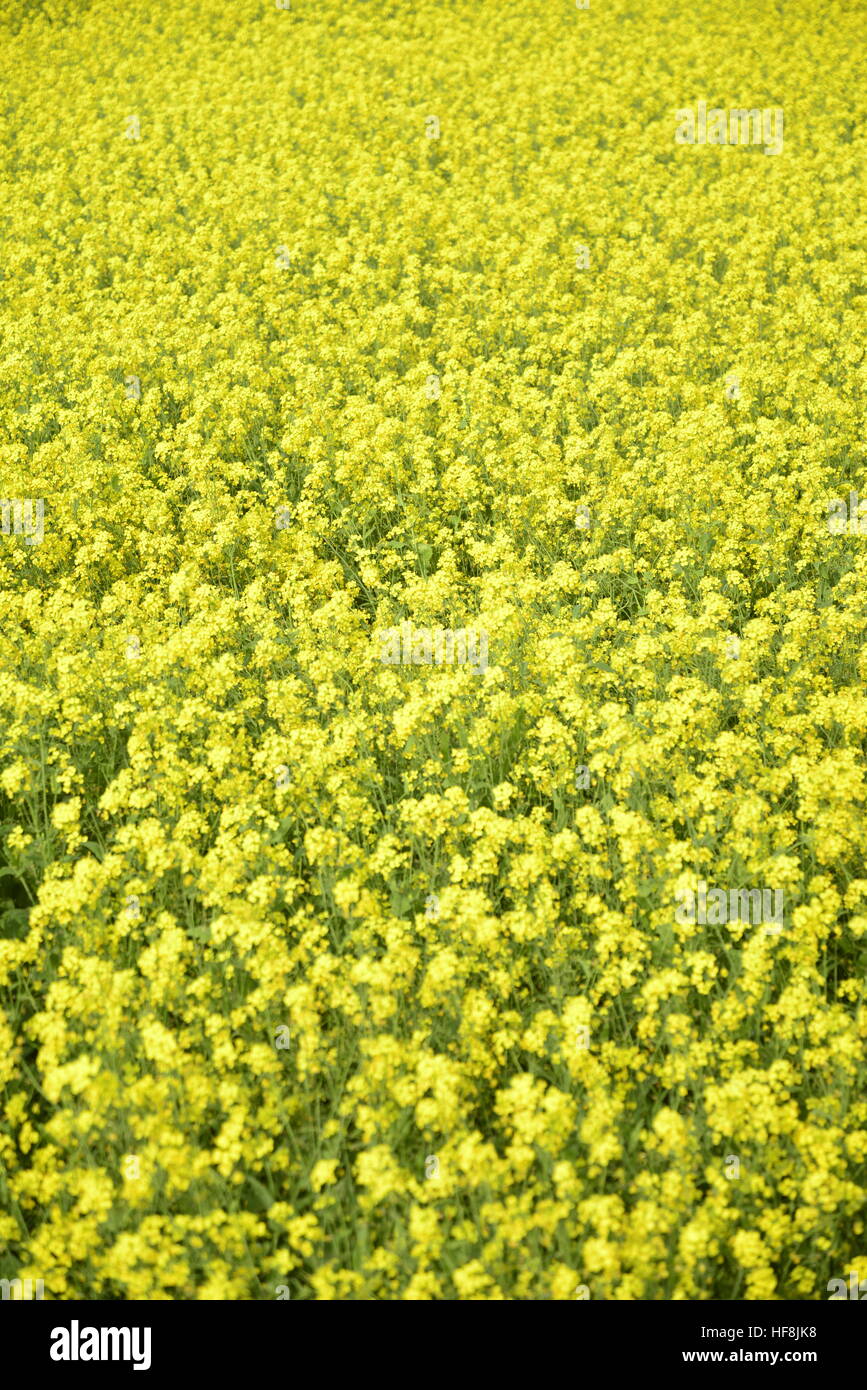 Dhaka, Bangladesh. 28th Dec, 2016. View of a mustard crop flower field ...