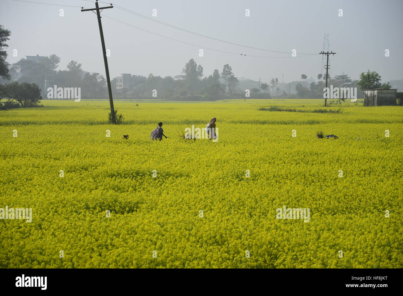 Dhaka, Bangladesh. 28th Dec, 2016. Bangladeshi women walking in the ...