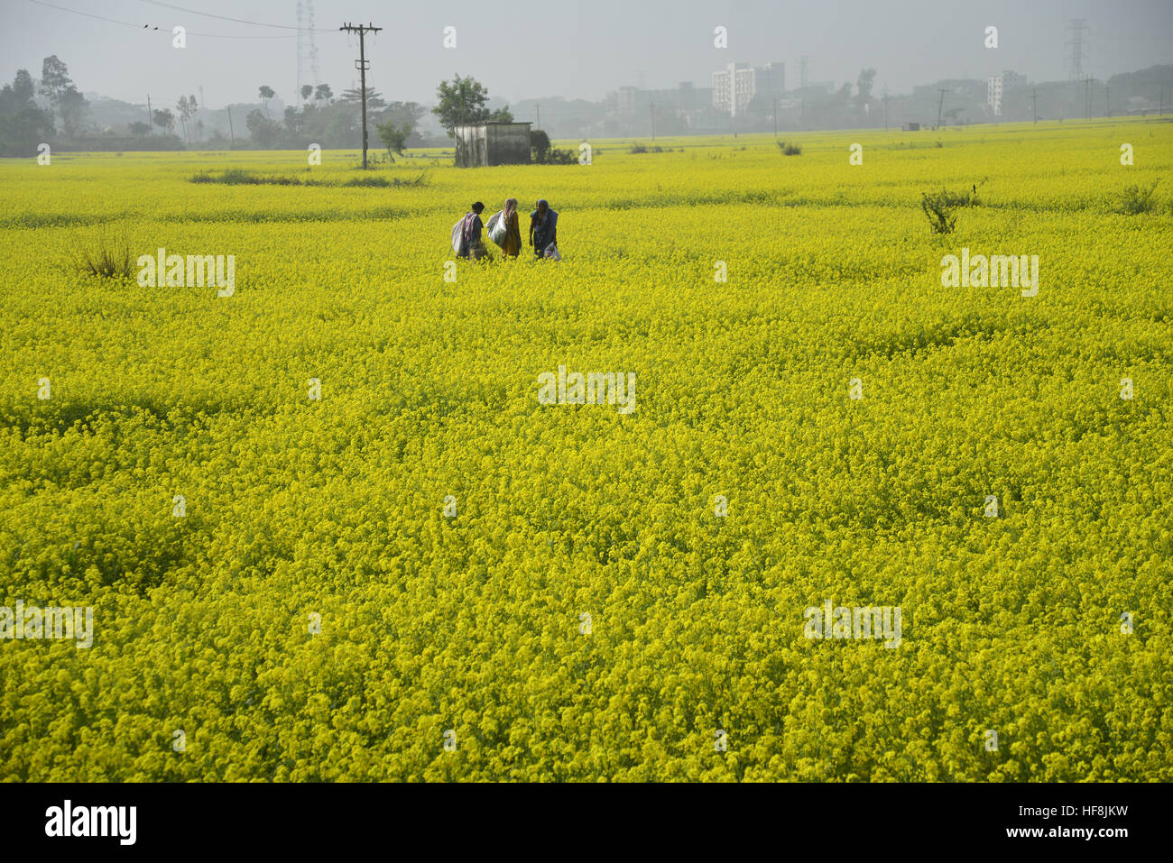 Dhaka, Bangladesh. 28th Dec, 2016. Bangladeshi women walking in the ...