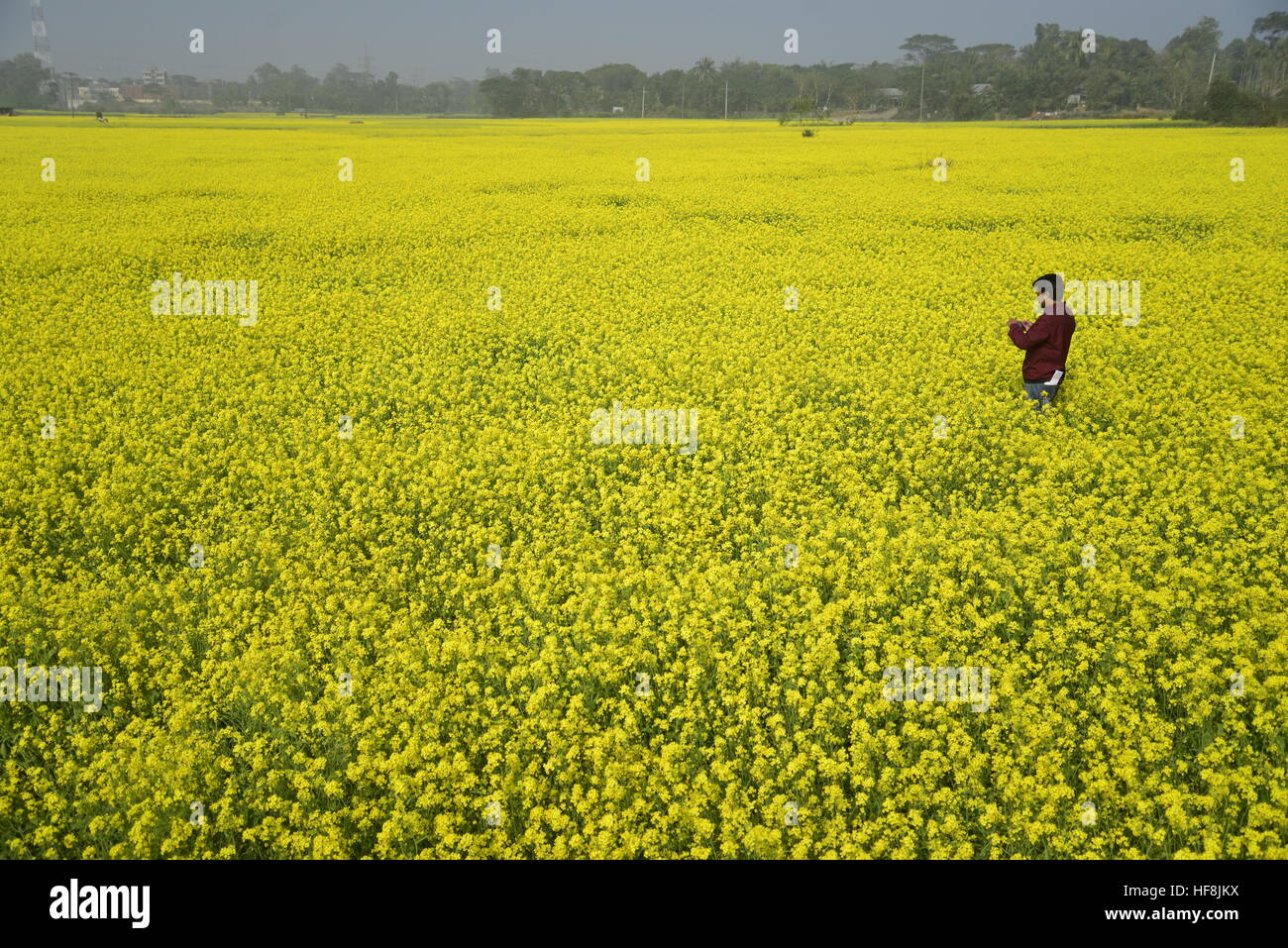 Dhaka, Bangladesh. 28th Dec, 2016. A Bangladeshi man walks in the ...