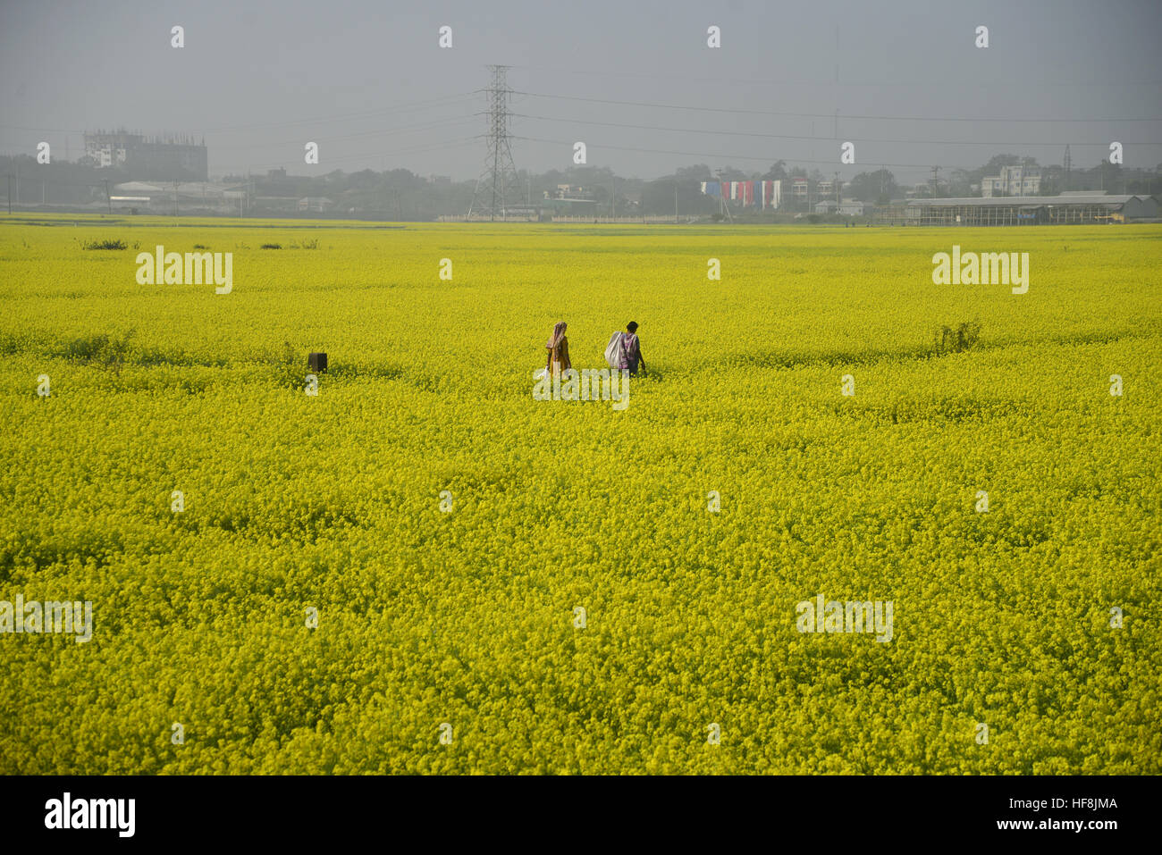 Dhaka, Bangladesh. 28th Dec, 2016. Bangladeshi women walking in the ...