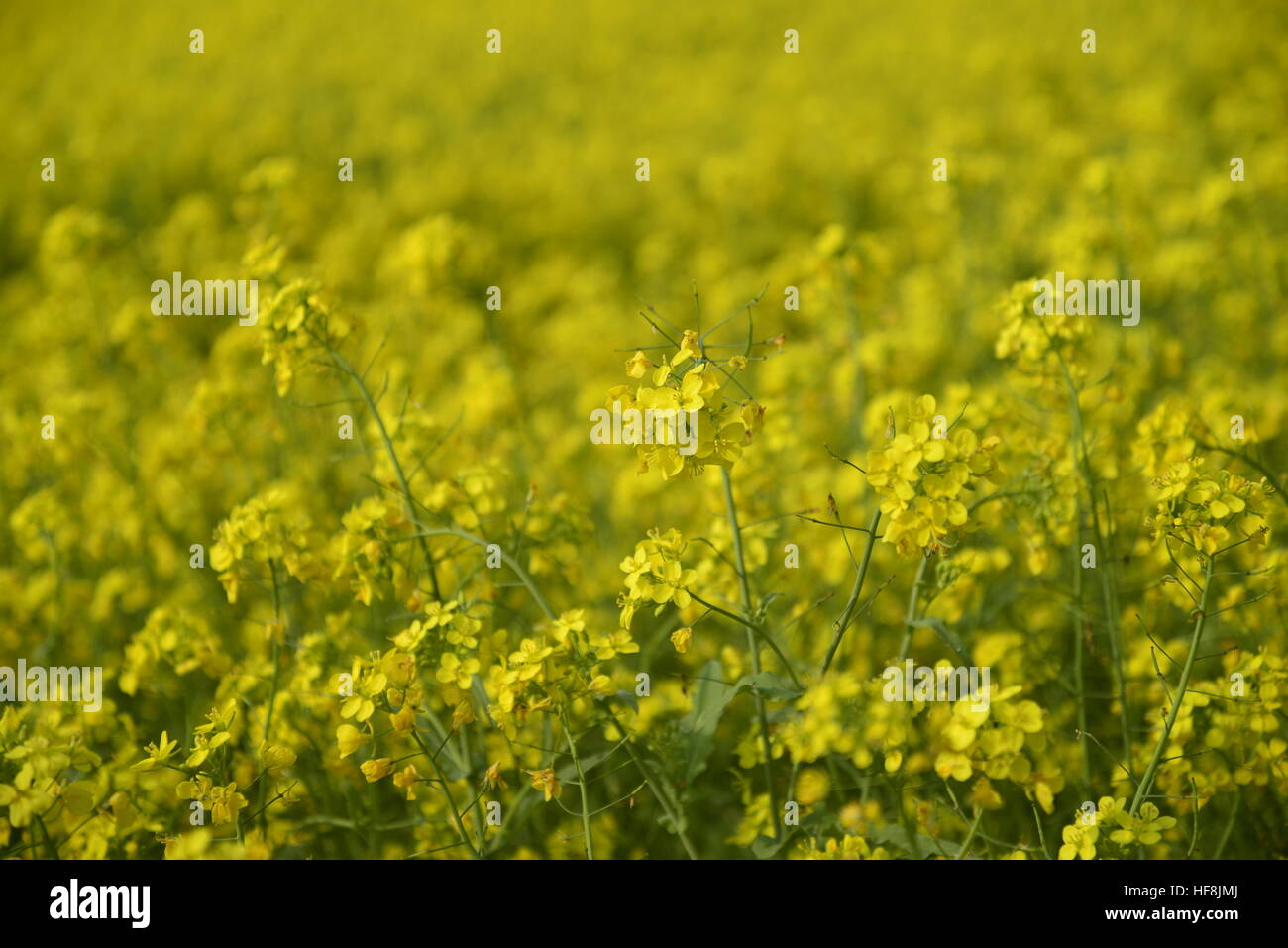Dhaka, Bangladesh. 28th Dec, 2016. View of a mustard crop flower field ...